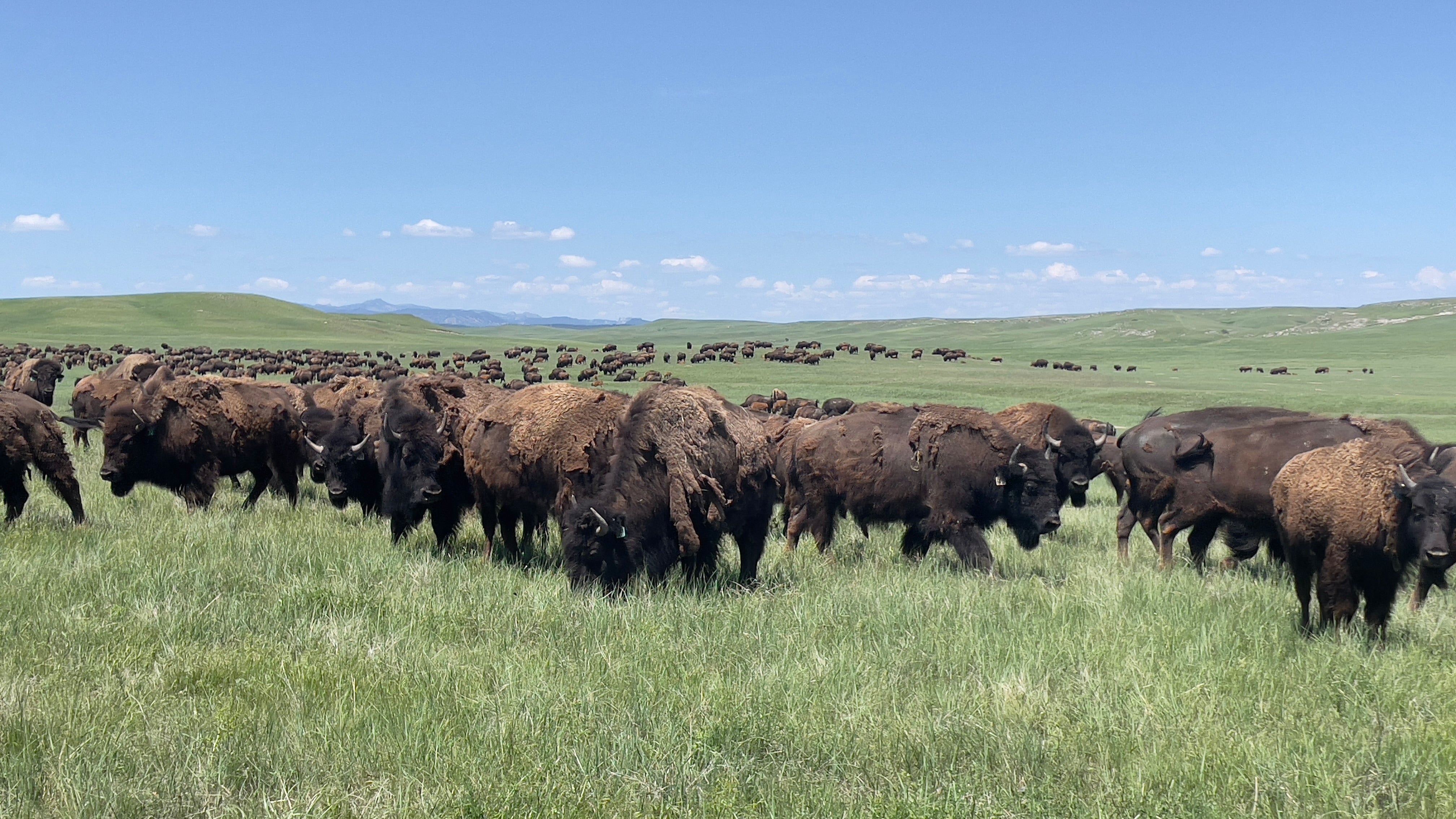 Bison Tallow all Natural Balms, Salve, Soaps, Candles and Gifts – Big ...